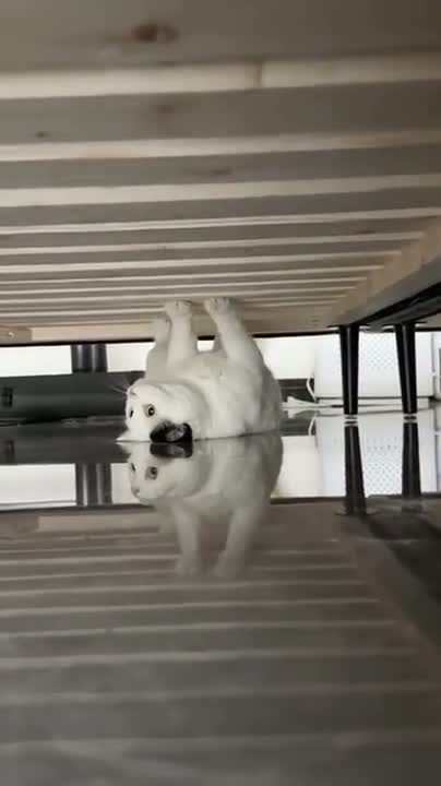 Copycat